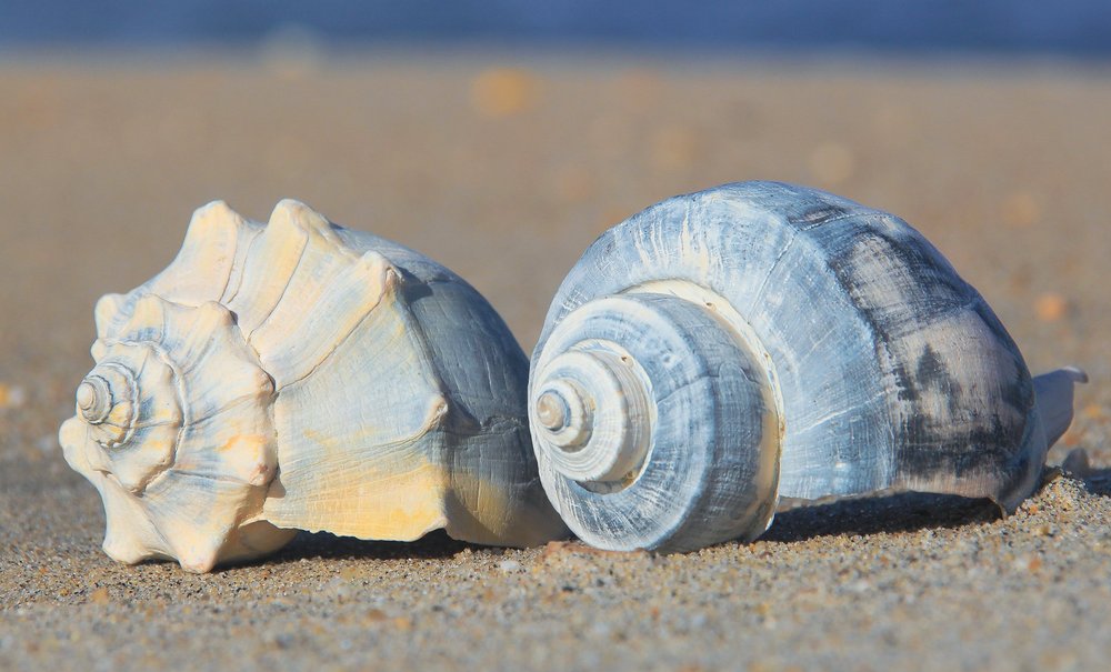 Knobbed Whelks: More than Just the State Shell of New Jersey — Save ...