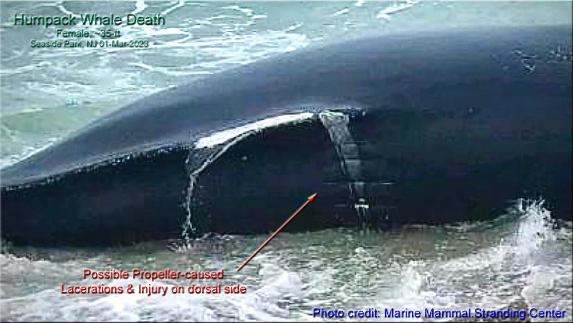 Save Whales From Ship Strikes — Save Coastal Wildlife