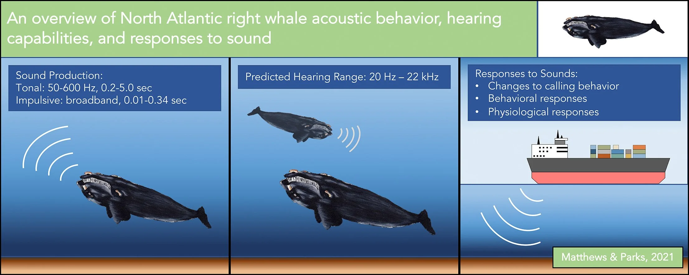 North Atlantic Right Whale Full Body