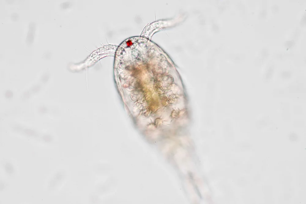 Plankton Research Along the Jersey Shore — Save Coastal Wildlife