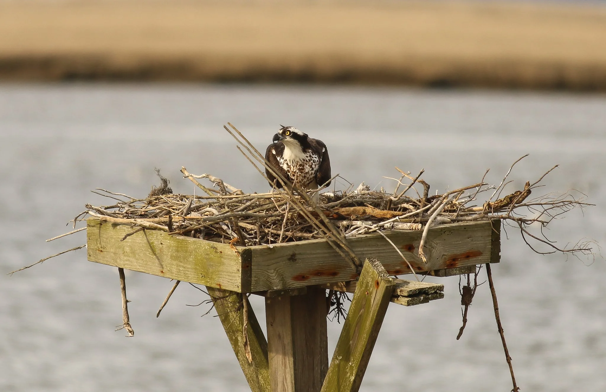 Ospreys Have A Shocking Spring Migration! — Save Coastal Wildlife
