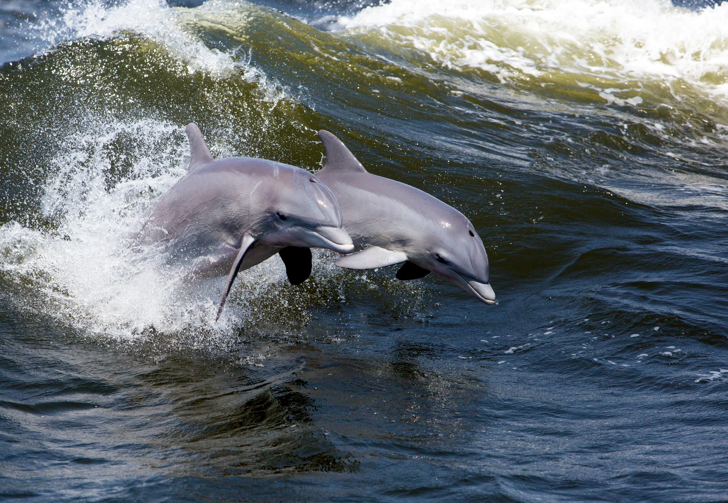 Dolphins of the Jersey Shore — Save Coastal Wildlife