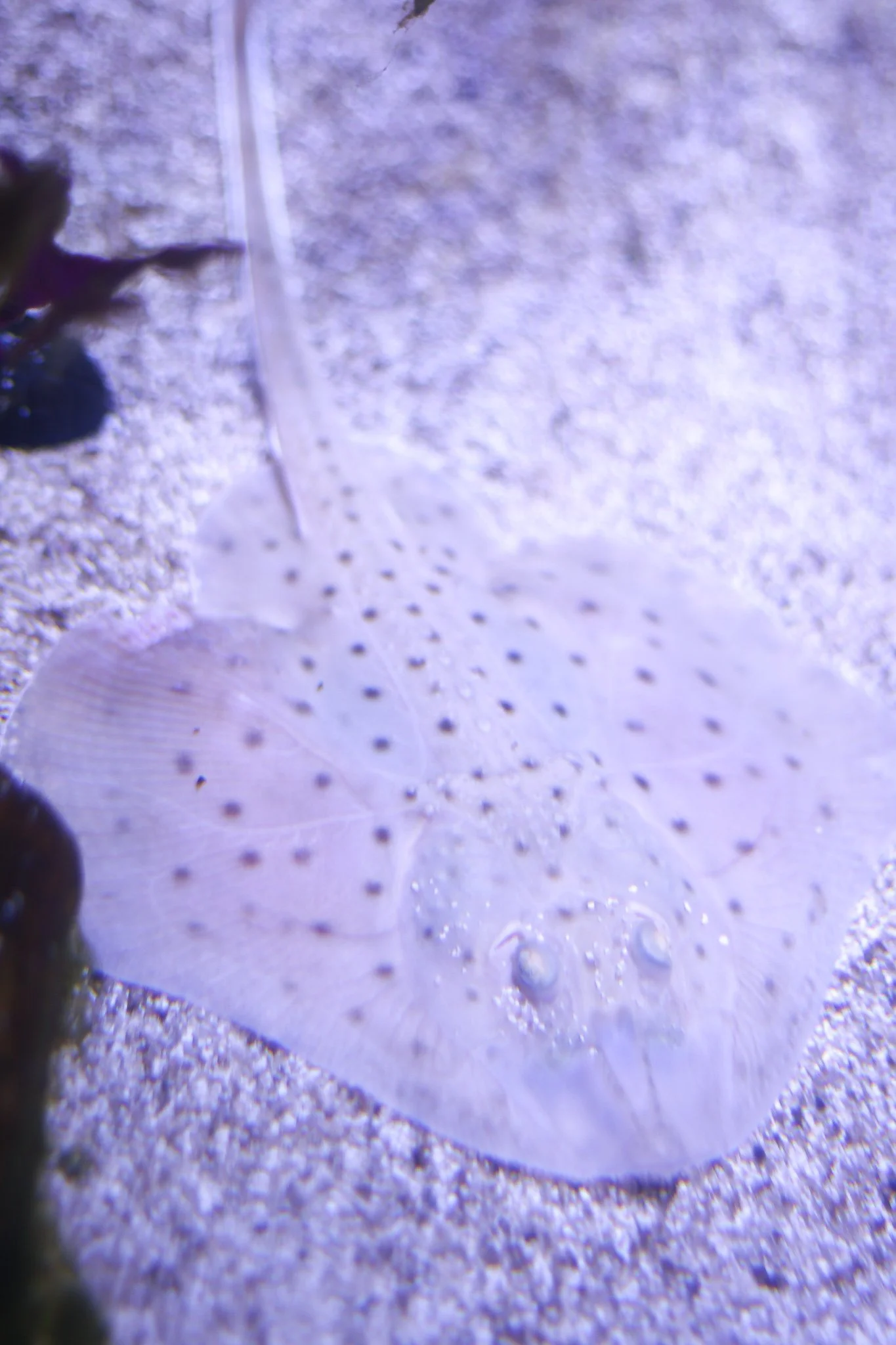 Skates & Rays of the Jersey Shore — Save Coastal Wildlife