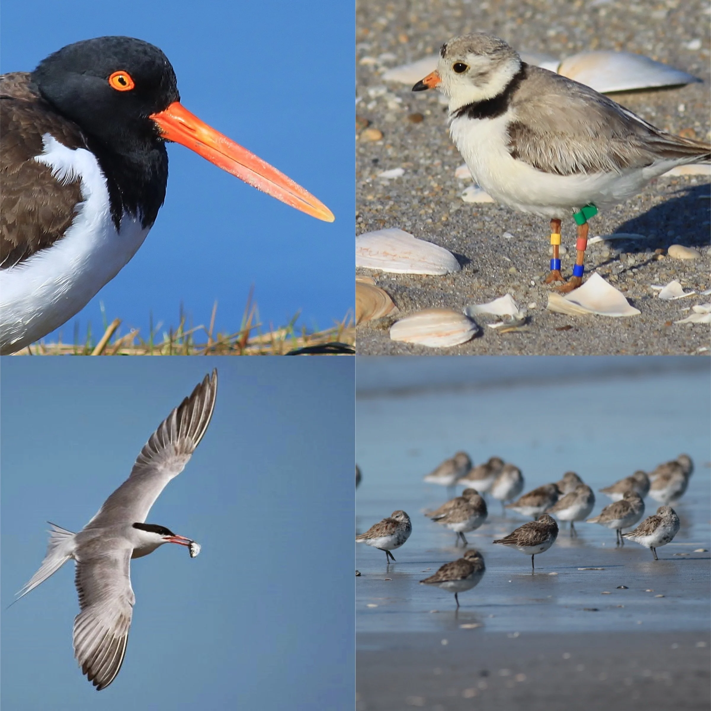 Hereford Inlet Study — Save Coastal Wildlife
