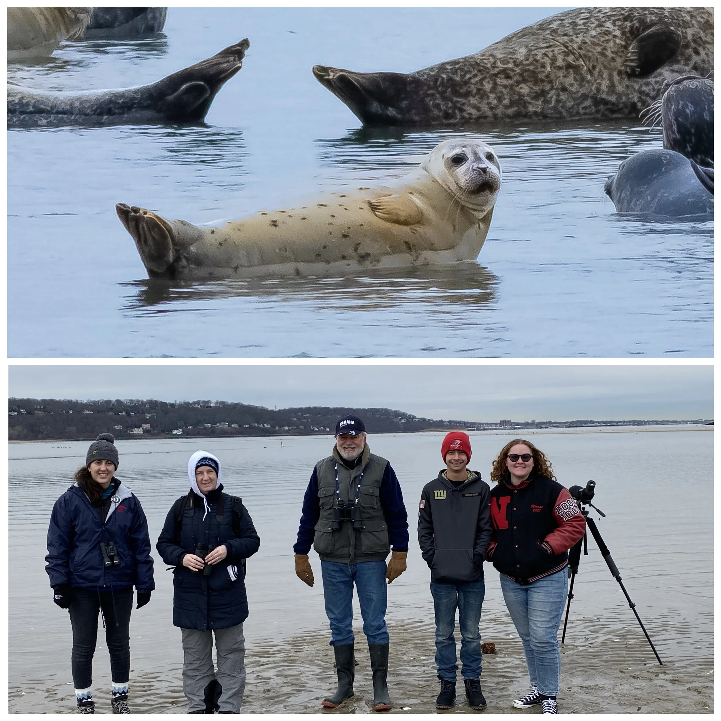 Volunteers needed for Winter Seal Survey — Save Coastal Wildlife