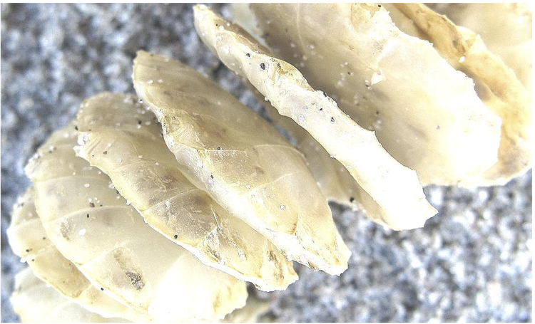 Spring Skate & Whelk Egg Case Hunt — Save Coastal Wildlife
