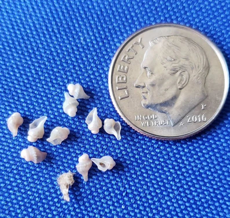 Knobbed Whelks: More than Just the State Shell of New Jersey — Save ...