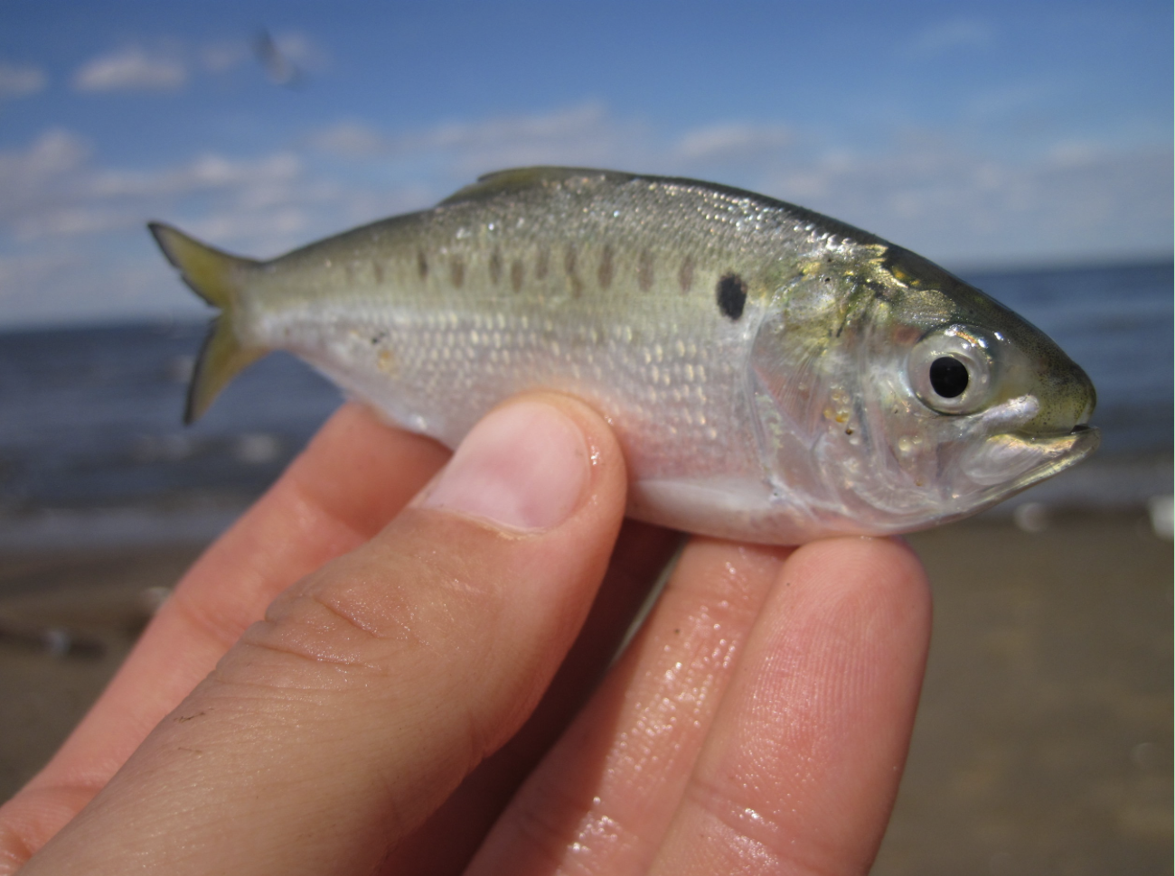 Menhaden Threats — Save Coastal Wildlife