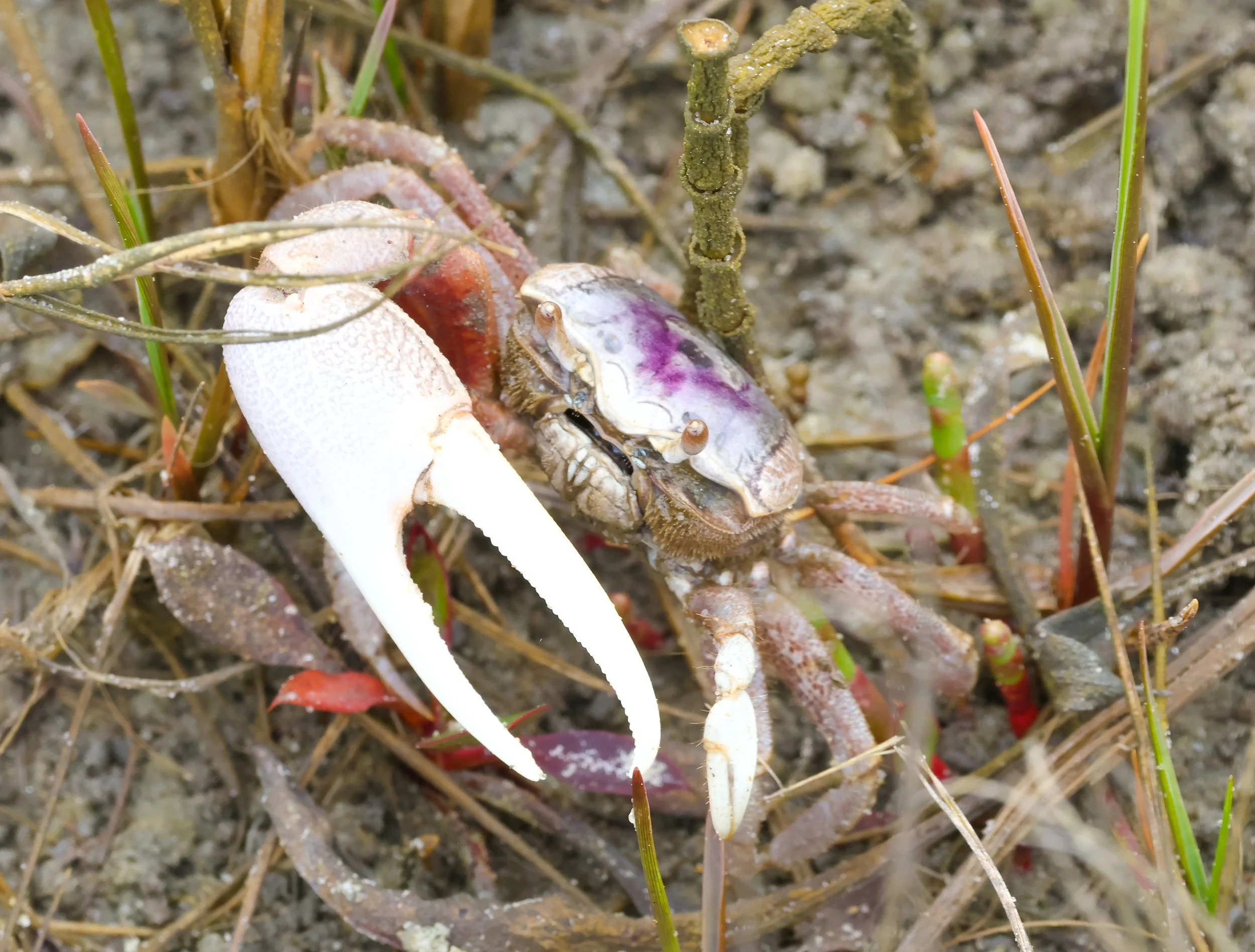 Abescon Inlet Study — Save Coastal Wildlife