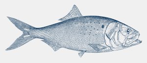 Menhaden Threats — Save Coastal Wildlife