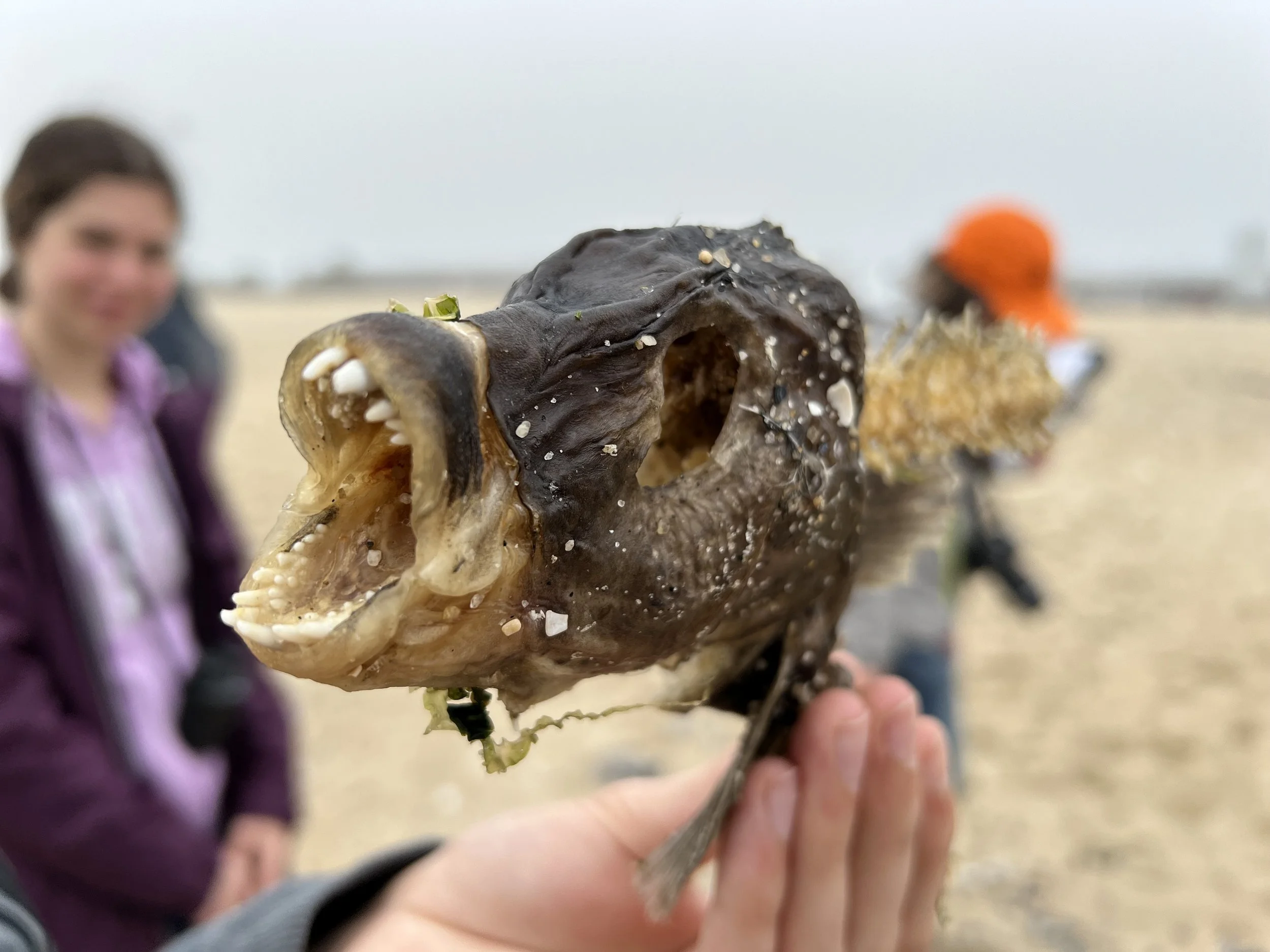 Shark River Inlet Study — Save Coastal Wildlife