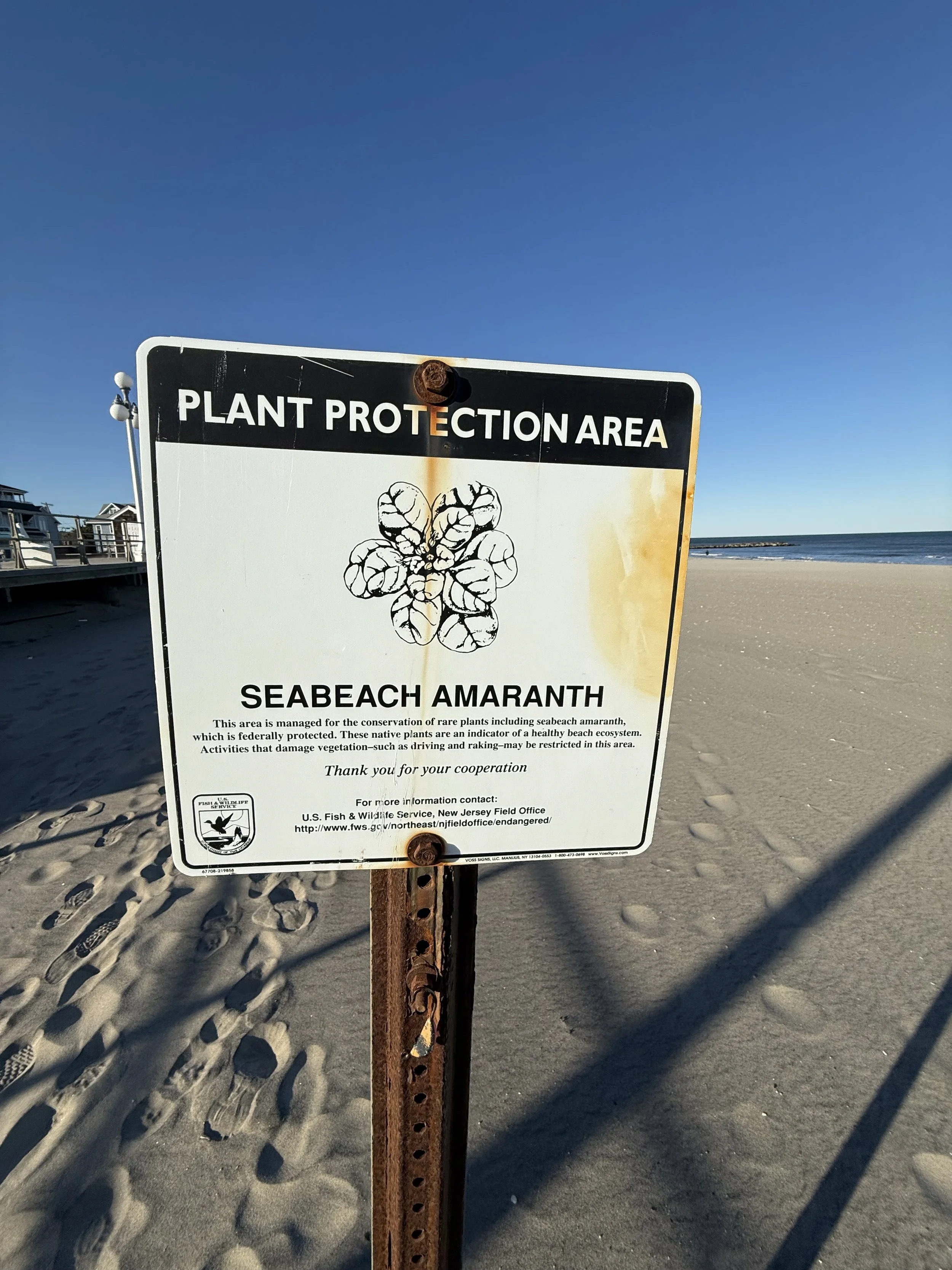 Shark River Inlet Study — Save Coastal Wildlife