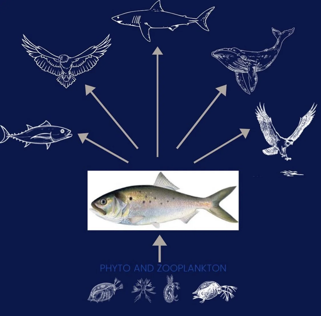 Save Menhaden — Save Coastal Wildlife