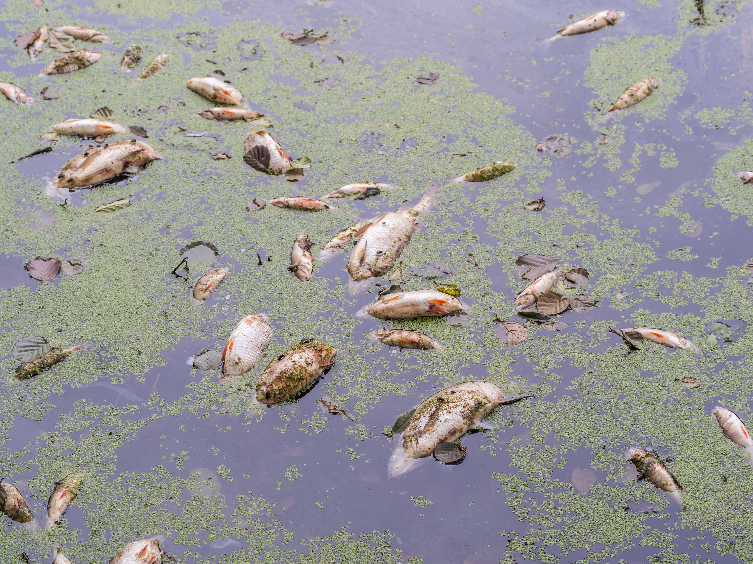 Why So Many Dead Menhaden — Save Coastal Wildlife