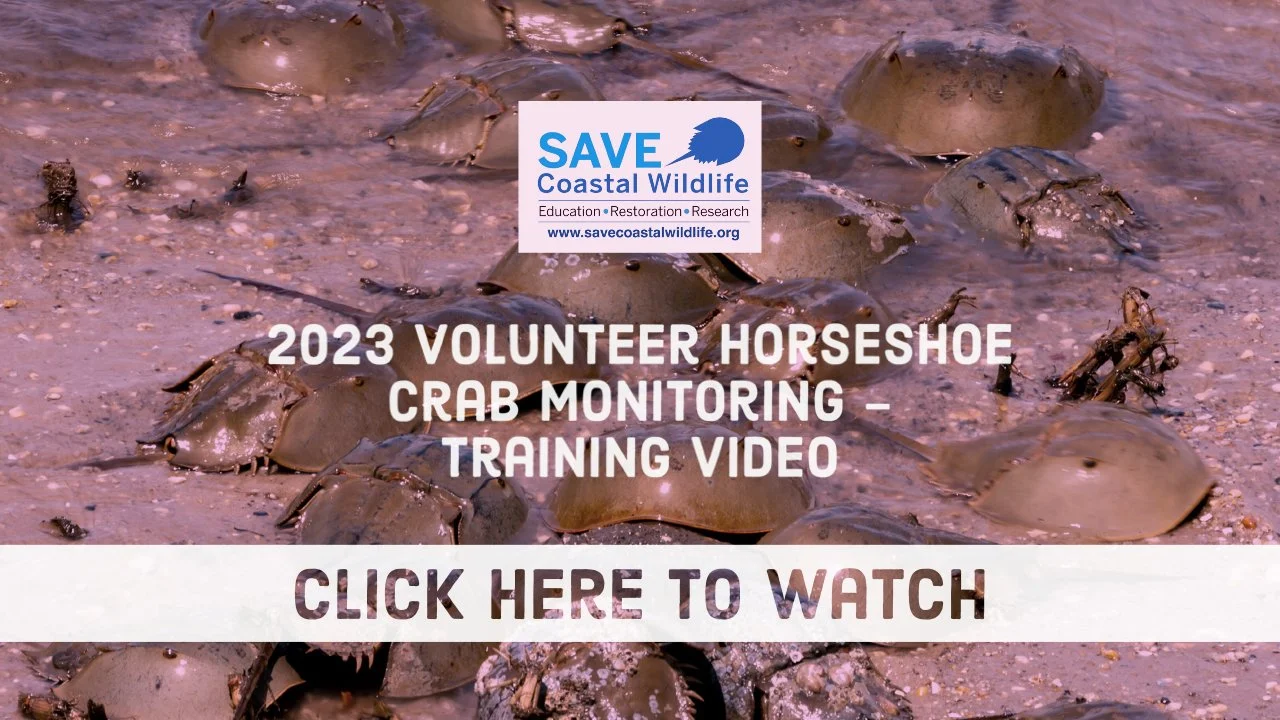 Horseshoe Crab Monitoring — Save Coastal Wildlife