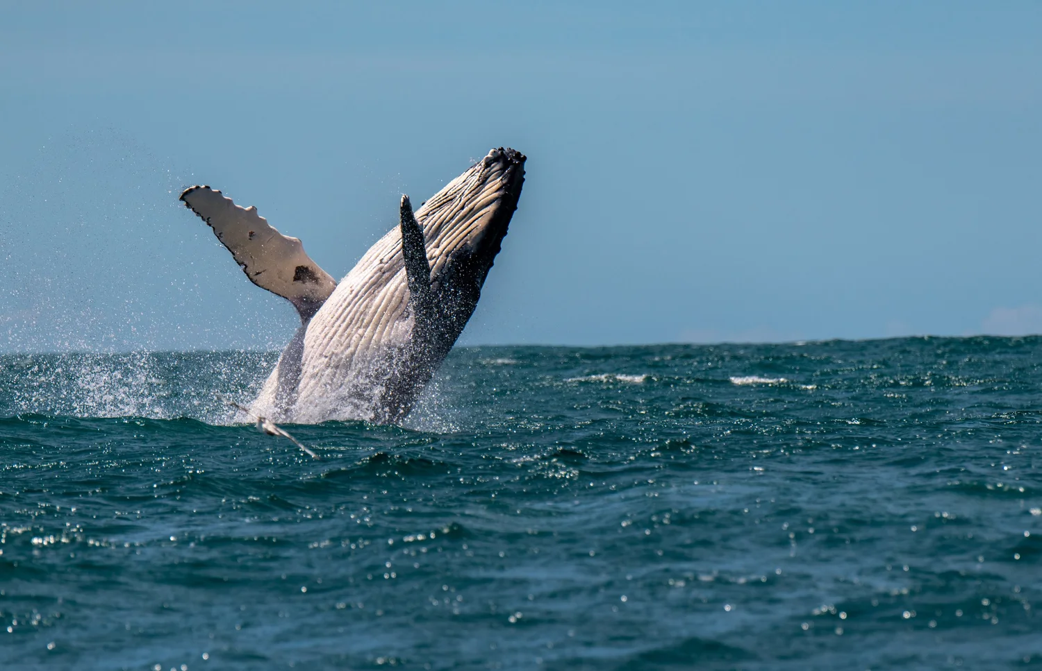 Whales of the Jersey Shore — Save Coastal Wildlife