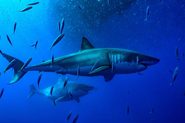 Sharks of the Jersey Shore — Save Coastal Wildlife