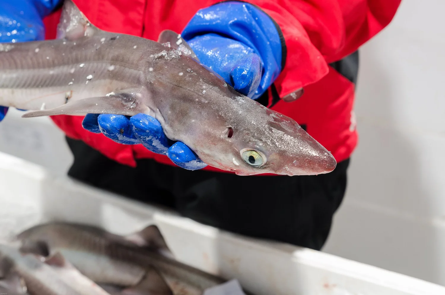 Sharks of the Jersey Shore — Save Coastal Wildlife