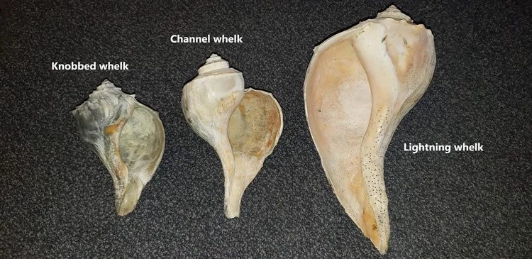 Knobbed Whelks: More than Just the State Shell of New Jersey — Save ...