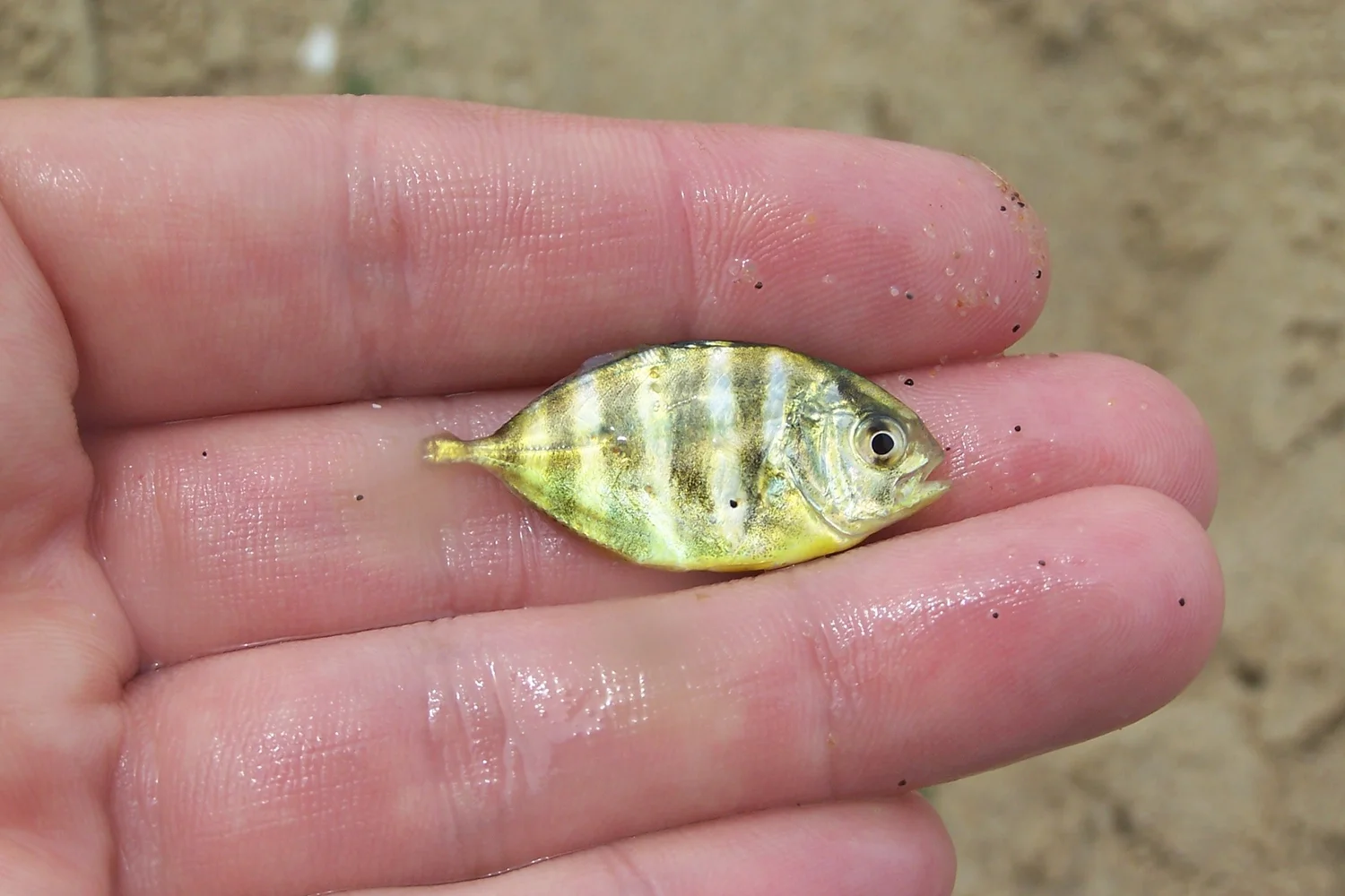 SUMMER 2024: Global Warming is Changing Biodiversity Along the Jersey ...