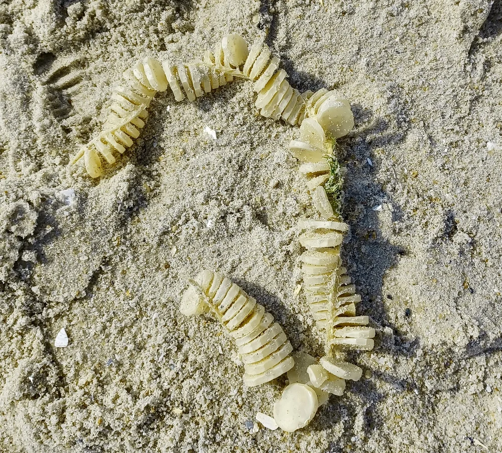 Spring Skate & Whelk Egg Case Hunt — Save Coastal Wildlife