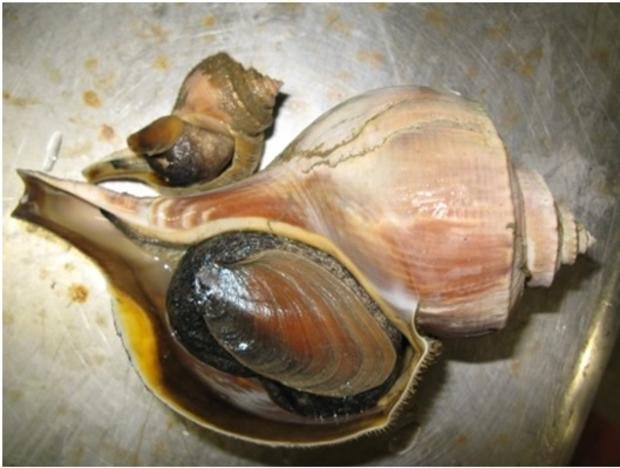 Knobbed Whelks: More than Just the State Shell of New Jersey — Save ...