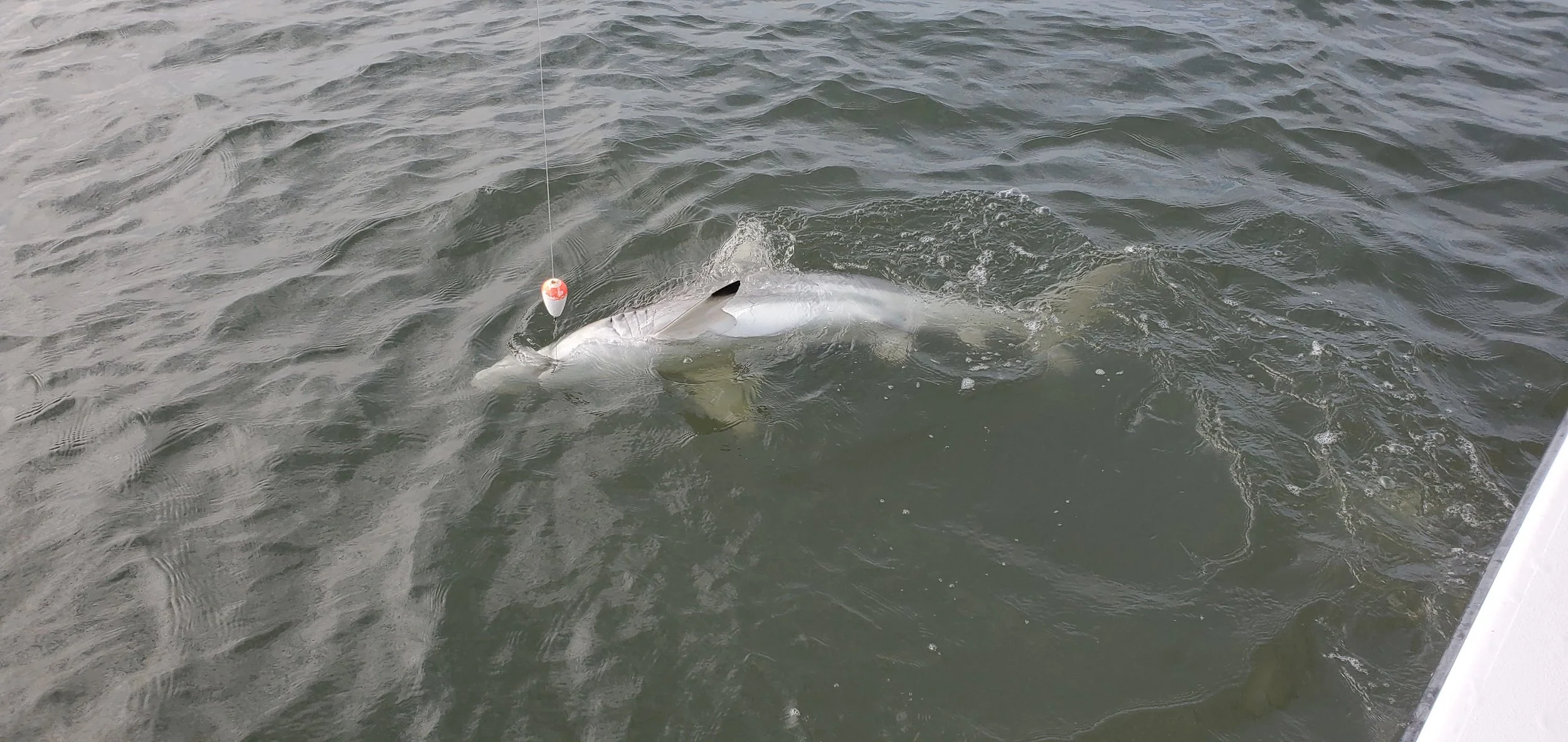Georgia Saltwater Adventures