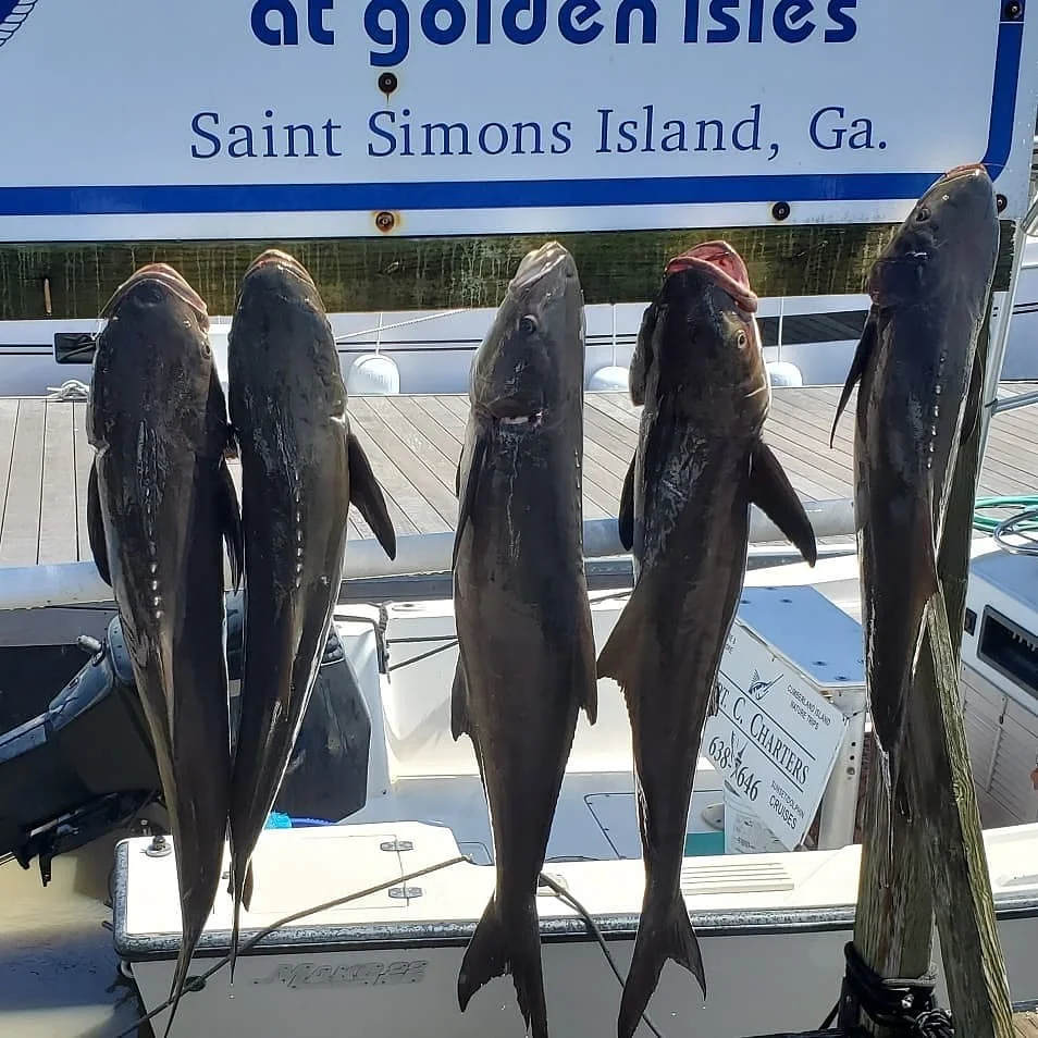 Georgia Saltwater Adventures