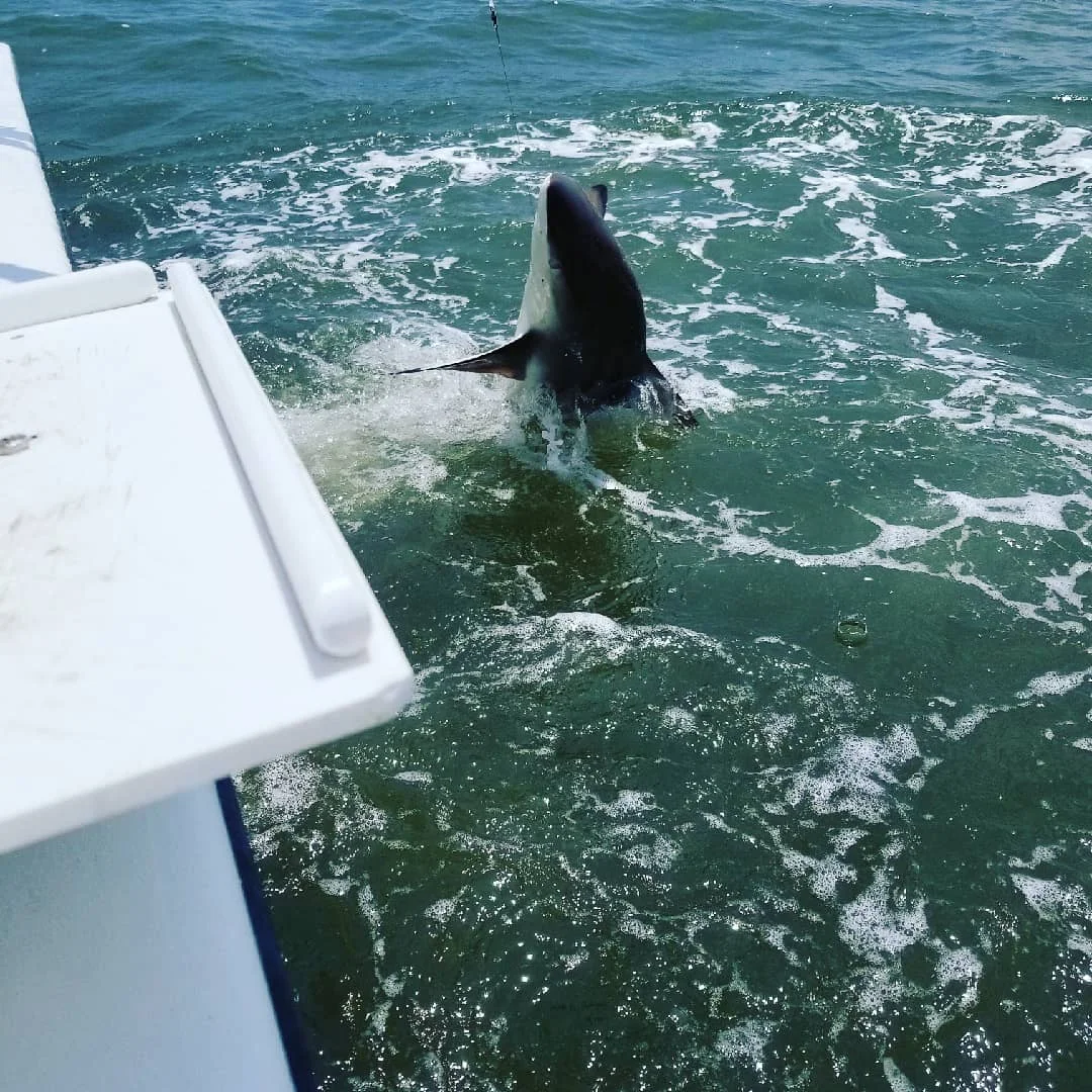 Georgia Saltwater Adventures