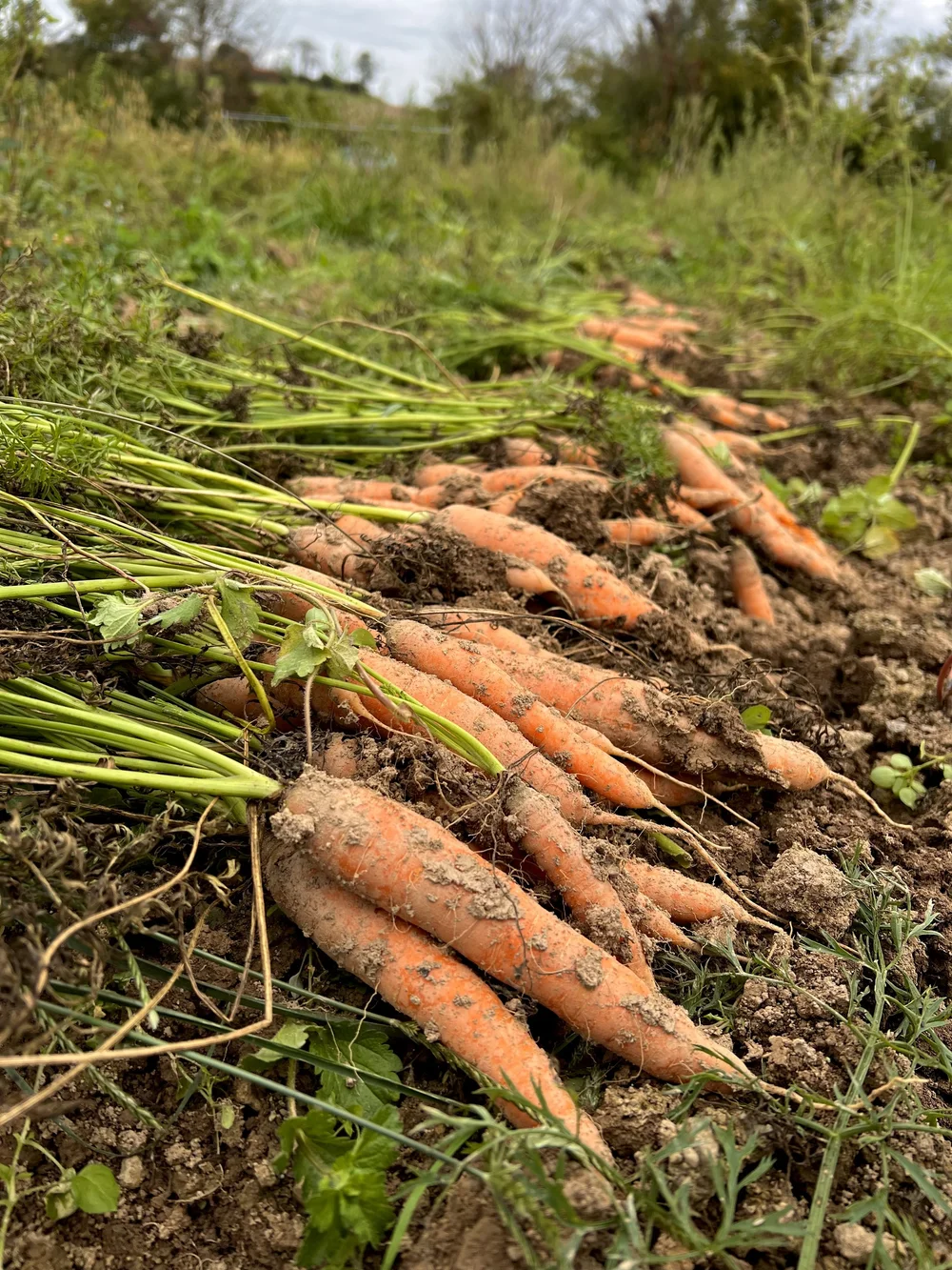 Spiral Path Farm