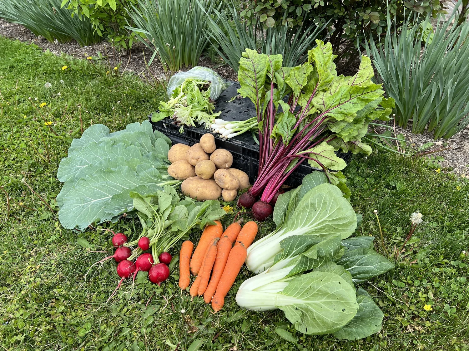 CSA Share Photos | Spiral Path Farm — Spiral Path Farm
