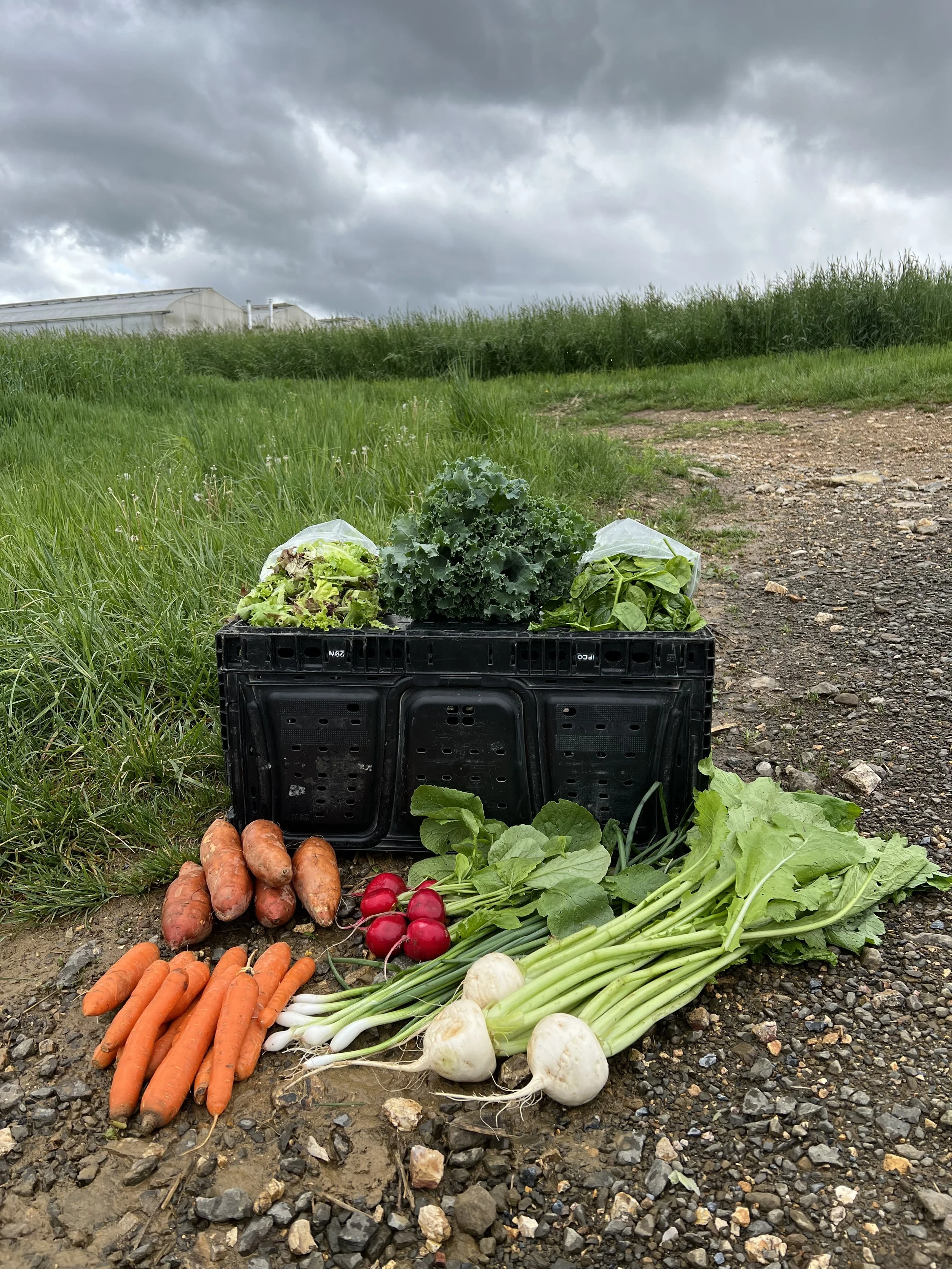 CSA Share Photos | Spiral Path Farm — Spiral Path Farm