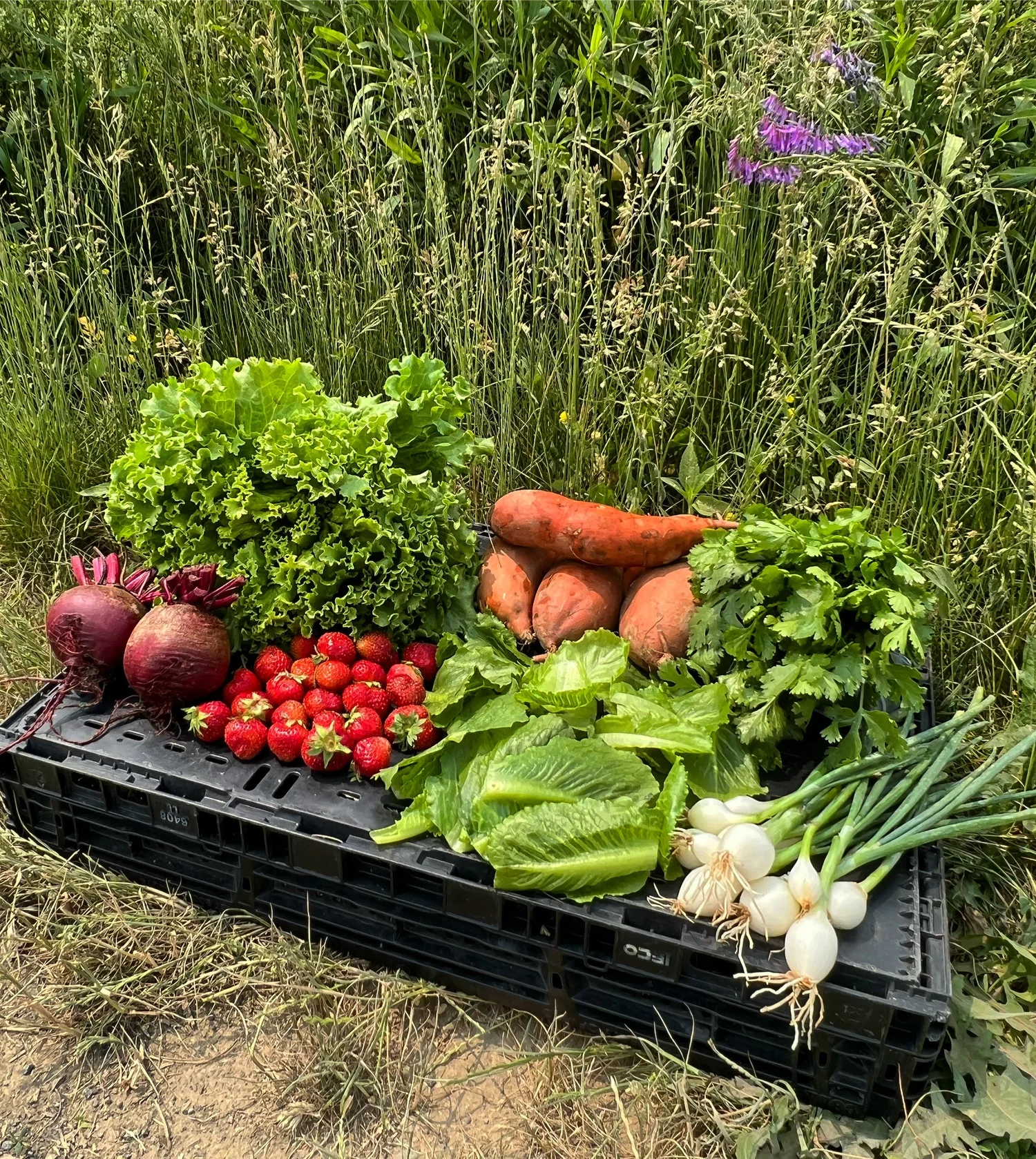 CSA Share Photos | Spiral Path Farm — Spiral Path Farm