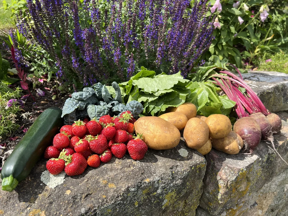 CSA Share Photos | Spiral Path Farm — Spiral Path Farm