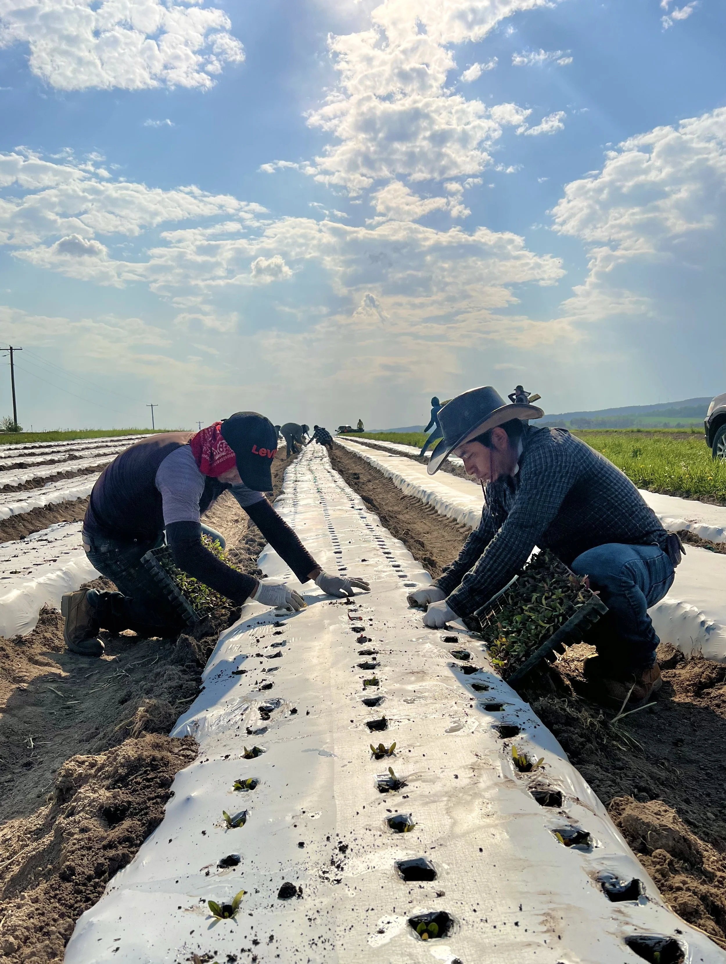 Membership Info — Spiral Path Farm