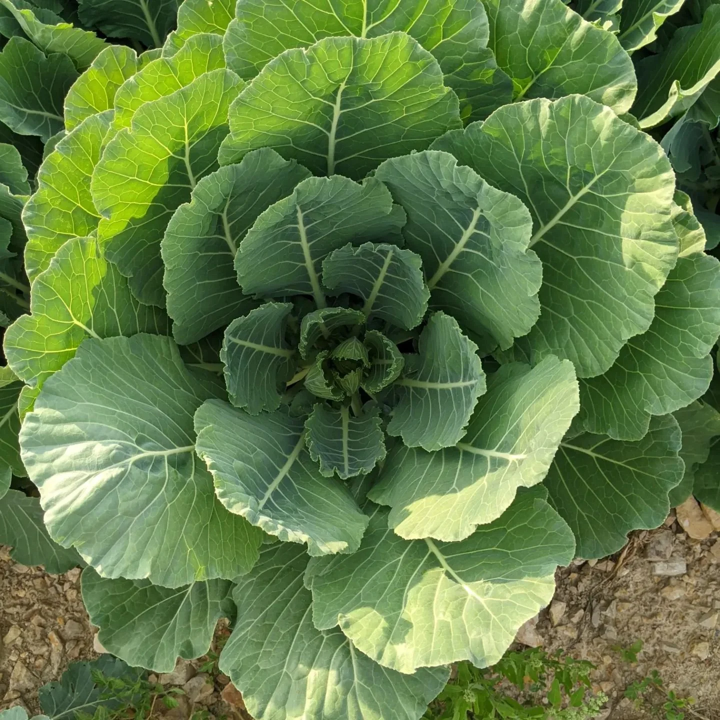 Membership Info — Spiral Path Farm