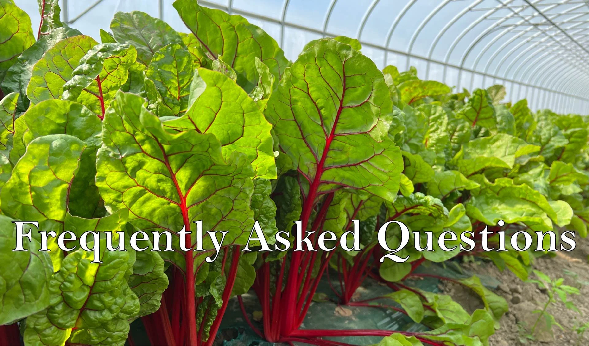 FAQ About Our CSA | Spiral Path Farm — Spiral Path Farm