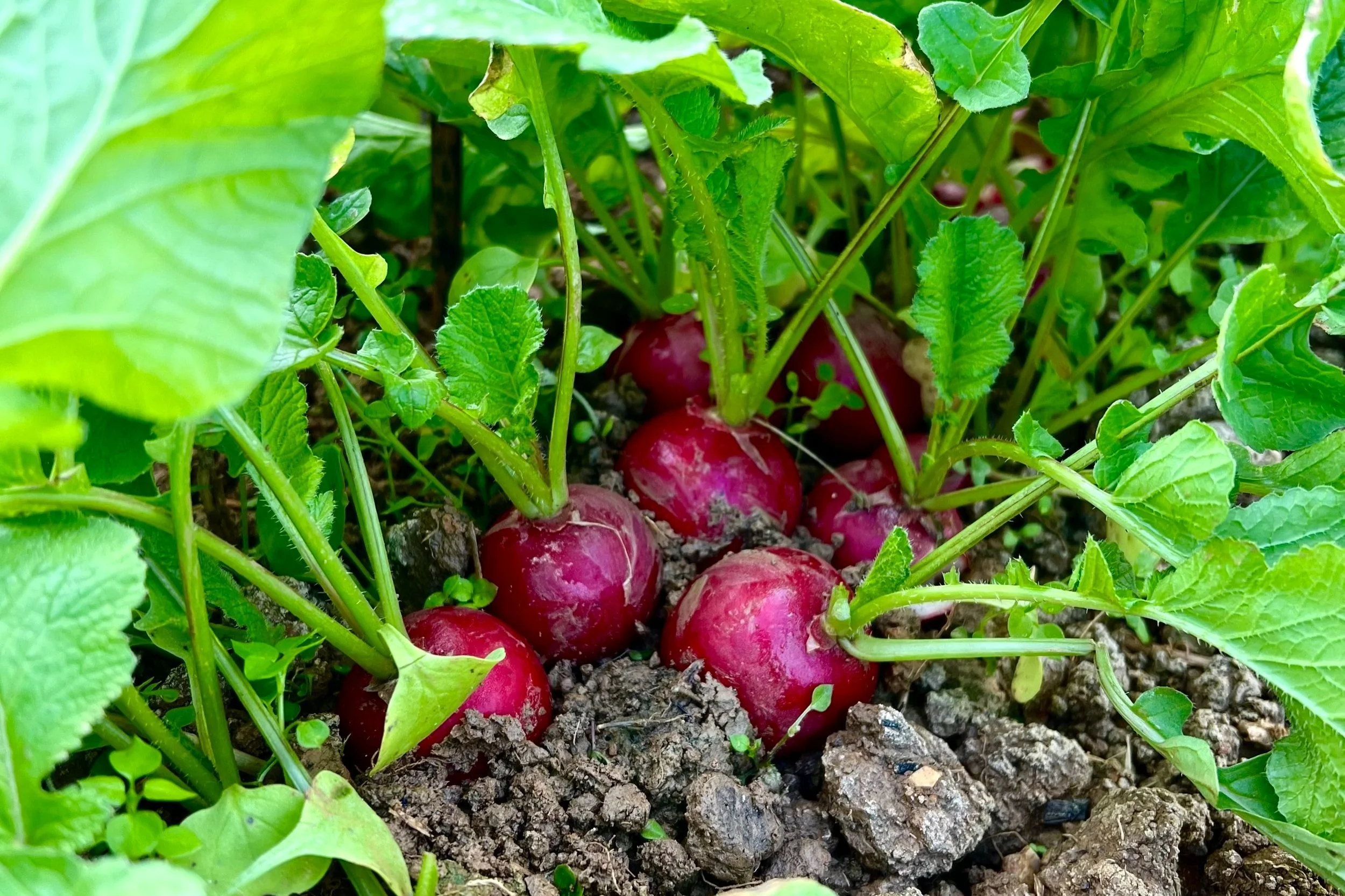 Spiral Path Farm