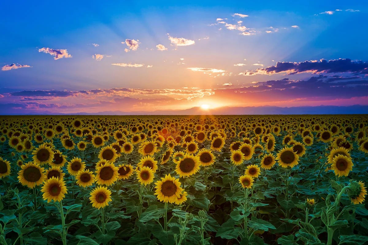 Sunflower Sunset — Rick Louie Photography