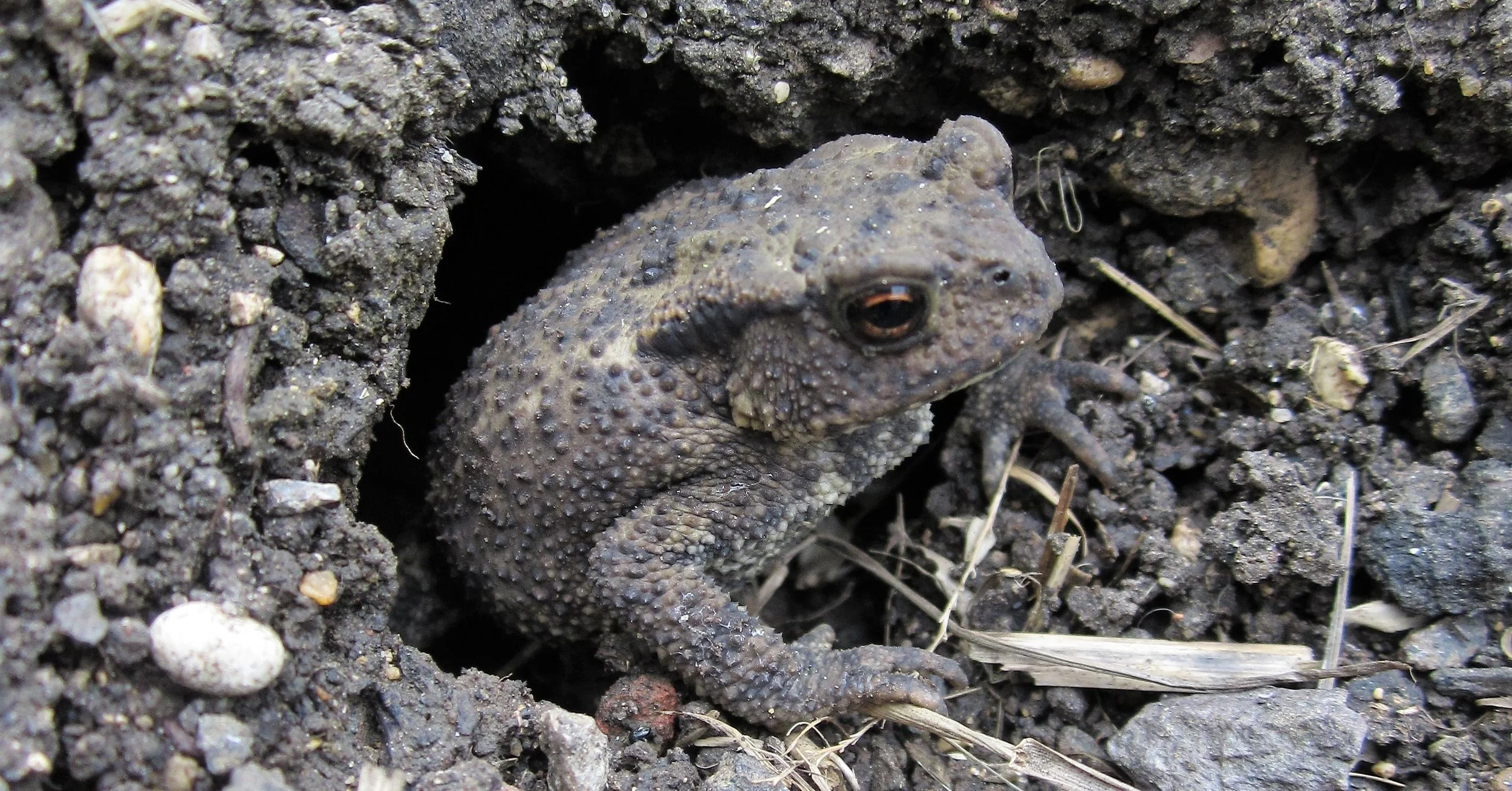 TOAD ~Tails of Amphibian Discovery: workshop for gardeners — Forest ...
