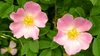 Dog Rose — Forest Farm Peace Garden
