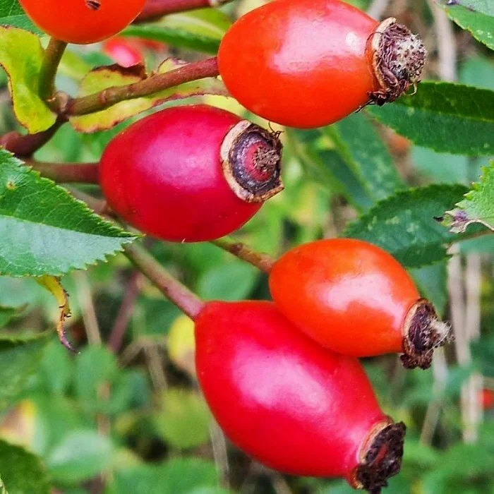 Dog Rose — Forest Farm Peace Garden