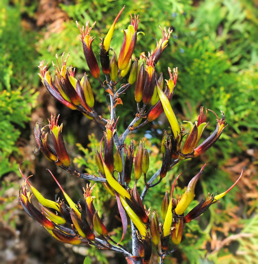 New Zealand Flax — Forest Farm Peace Garden