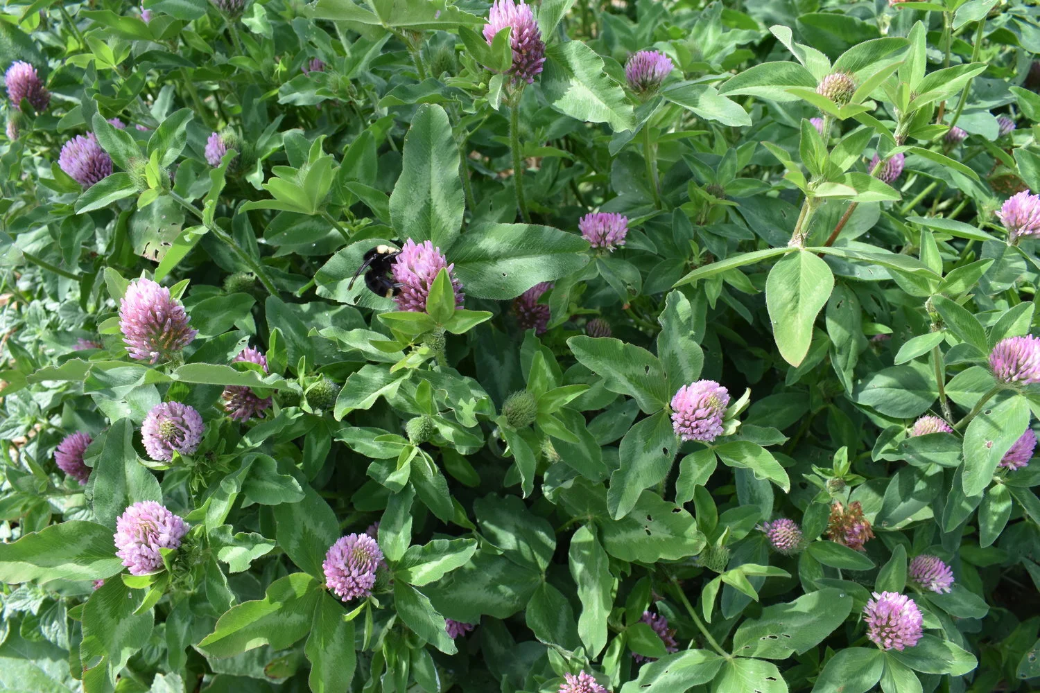 Red clover — Forest Farm Peace Garden