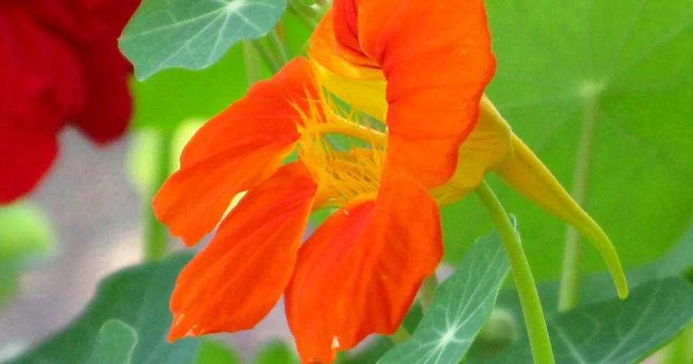 Nasturtium — Forest Farm Peace Garden