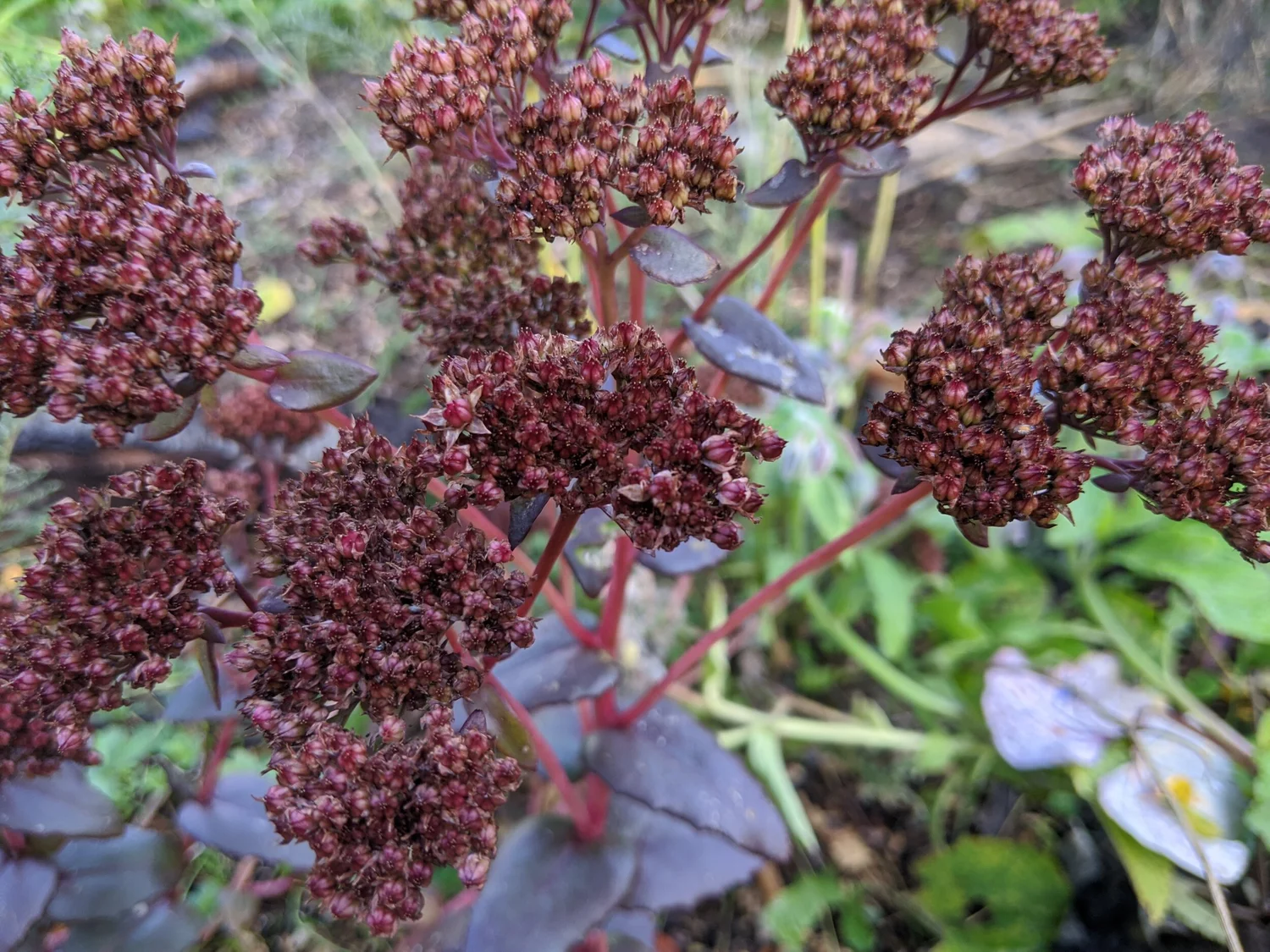 Ice plant — Forest Farm Peace Garden