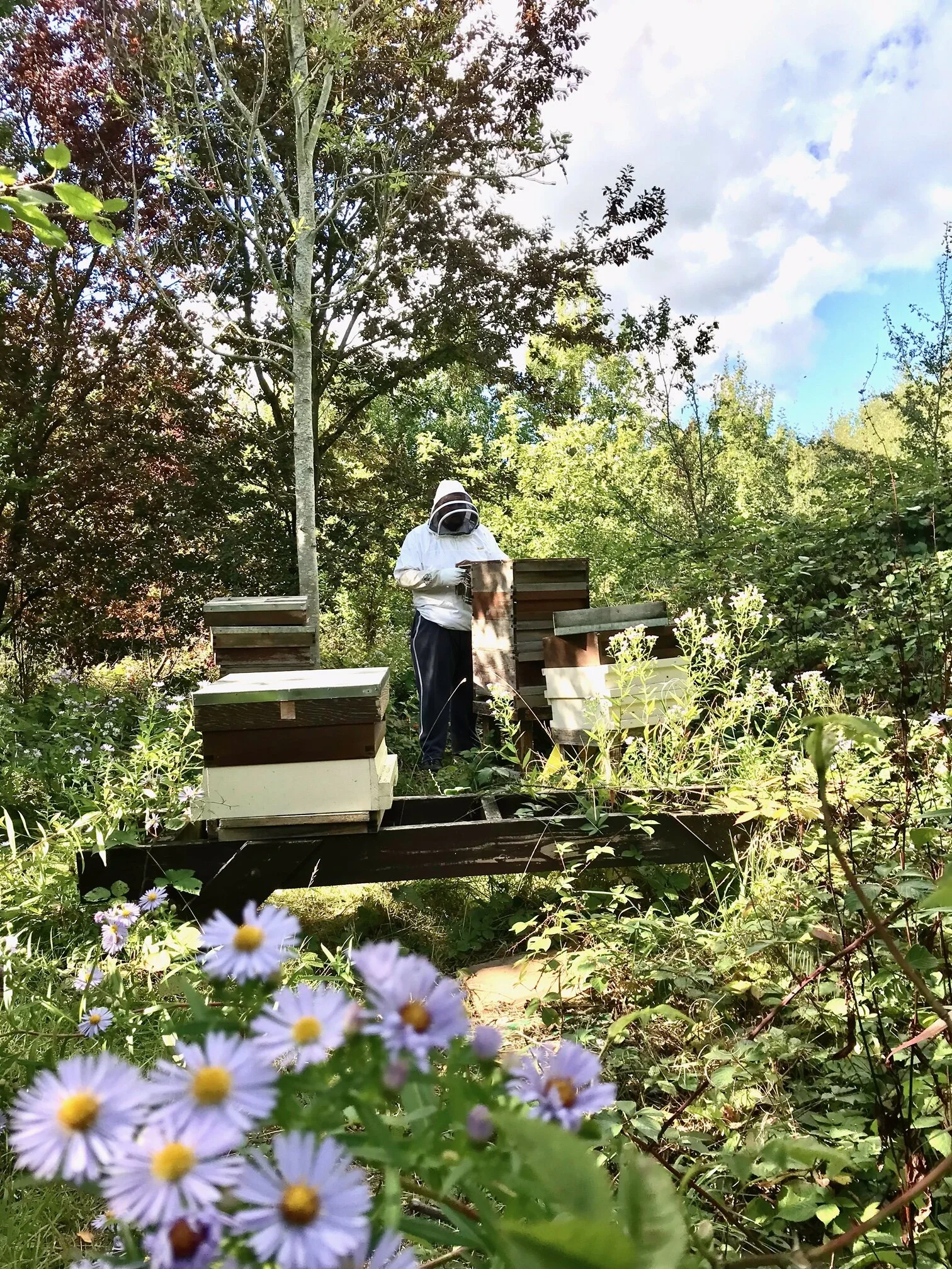 Bees a buzzin in the peace garden... — Forest Farm Peace Garden