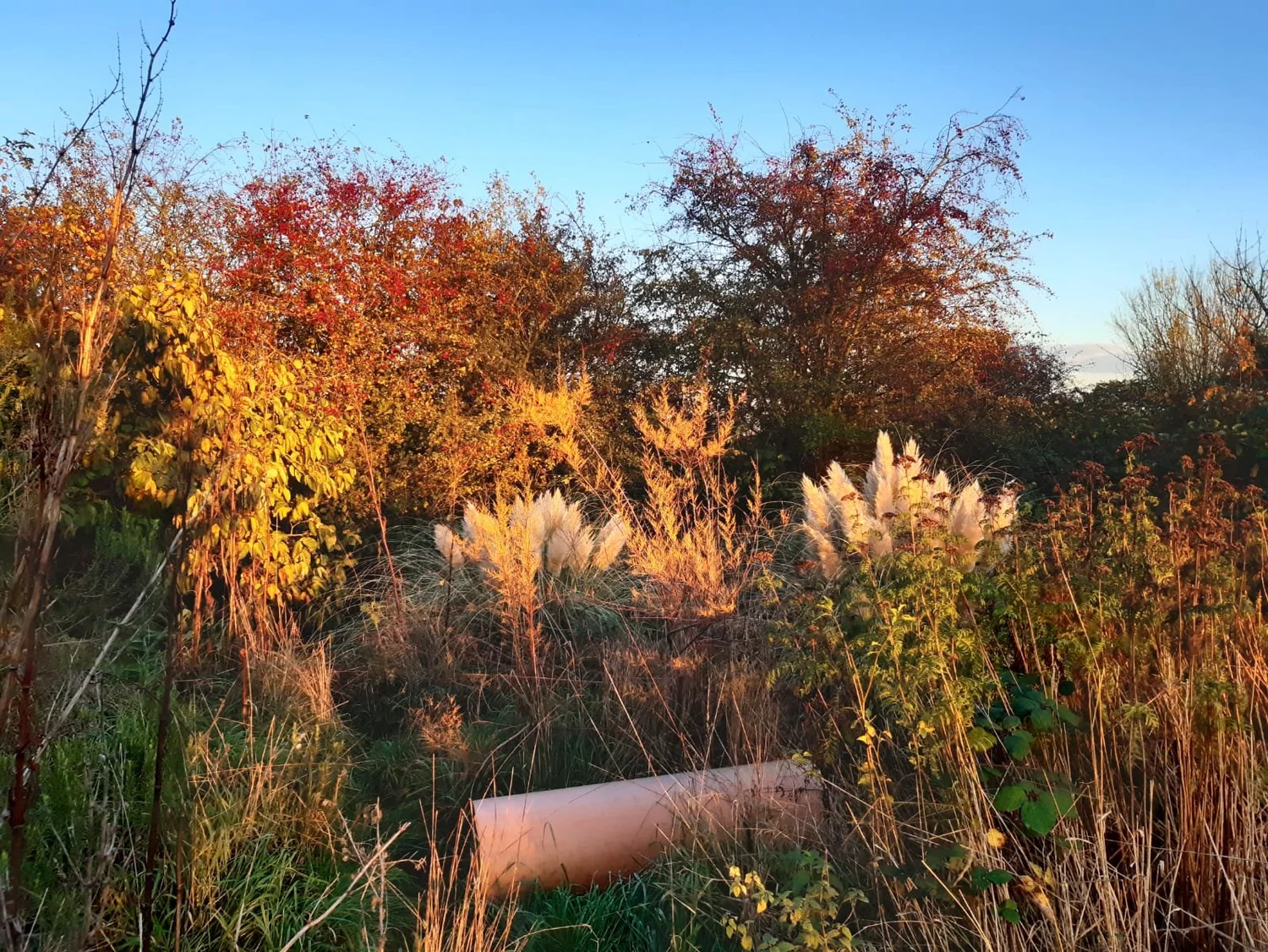Events — Forest Farm Peace Garden