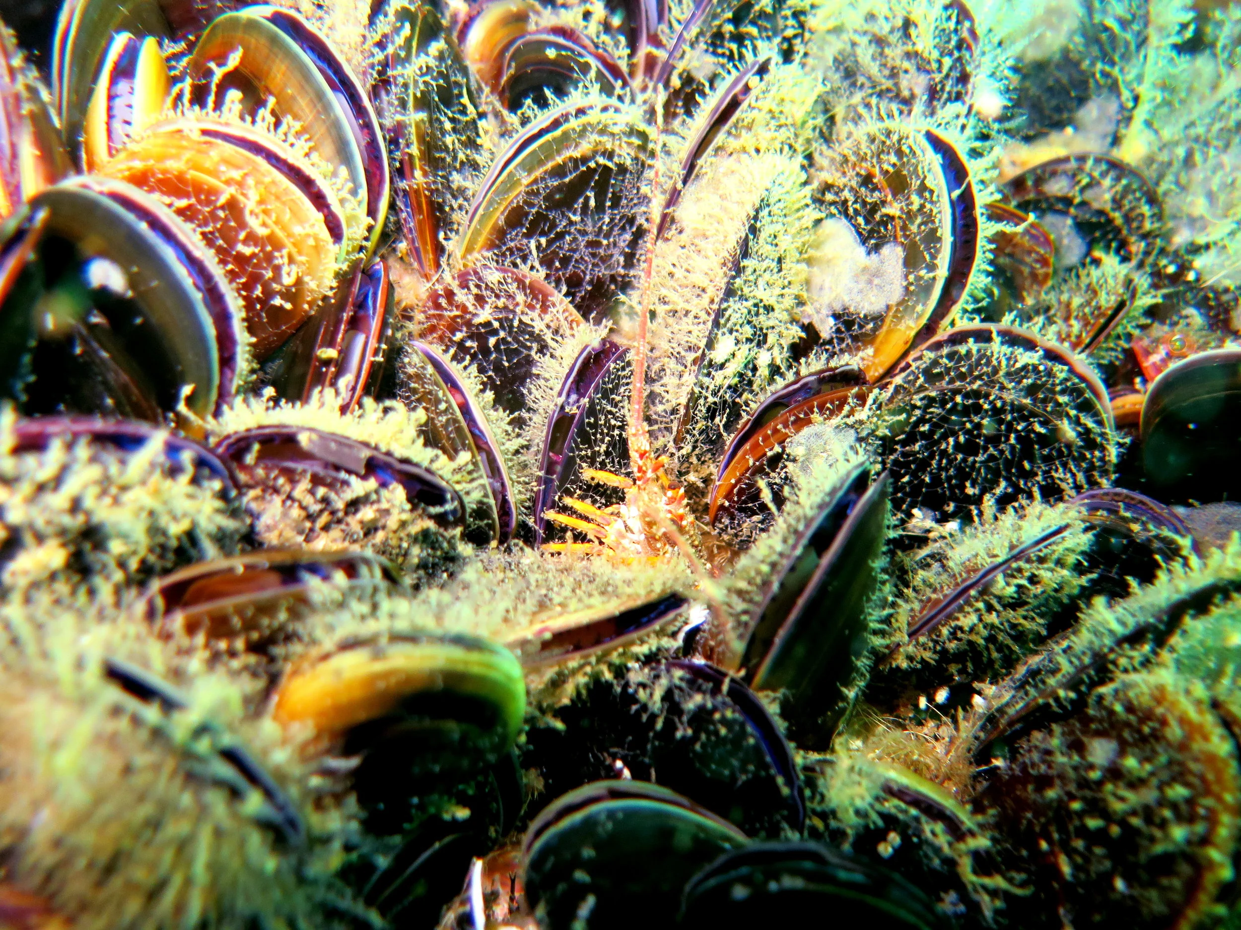 AUSTRALASIAN COASTAL RESTORATION NETWORK