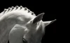 Tim Flach — THE PHOTOGALLERY